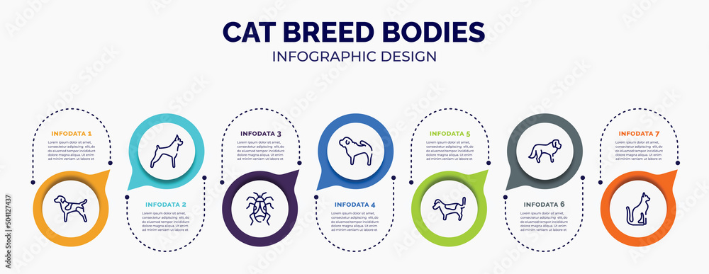 infographic for cat breed bodies concept. vector infographic template ...