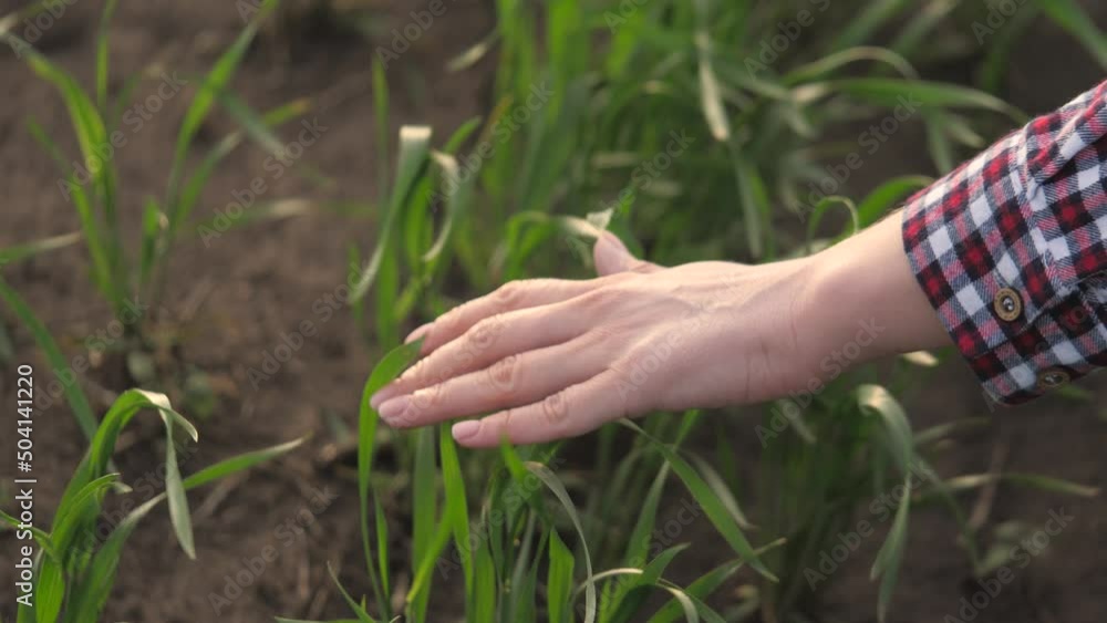 Farmer's hand touches wheat sprouts on fertile land. Environmental ...