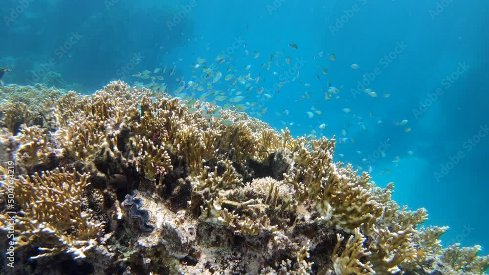 Marine life on barrier reef with fish and healthy coral in Marsa Alam ...