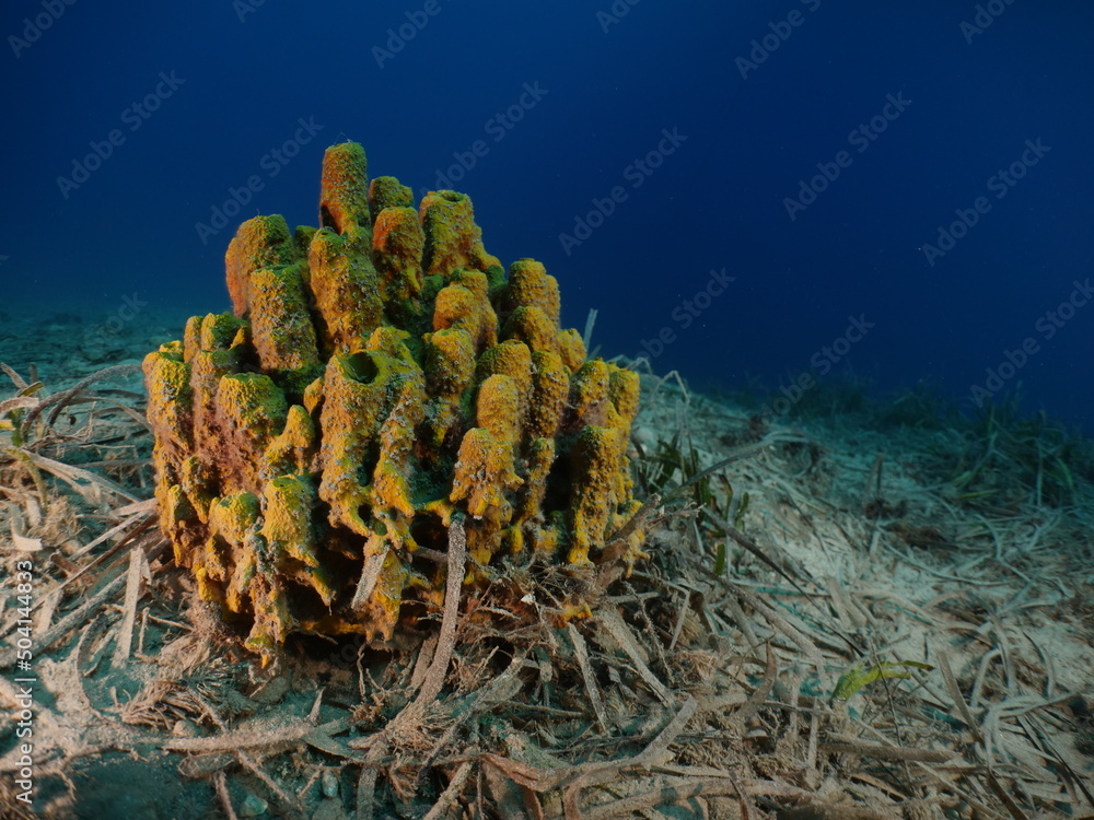 sponges underwater Mediterranean sea ocean scenery of sea habitat ...