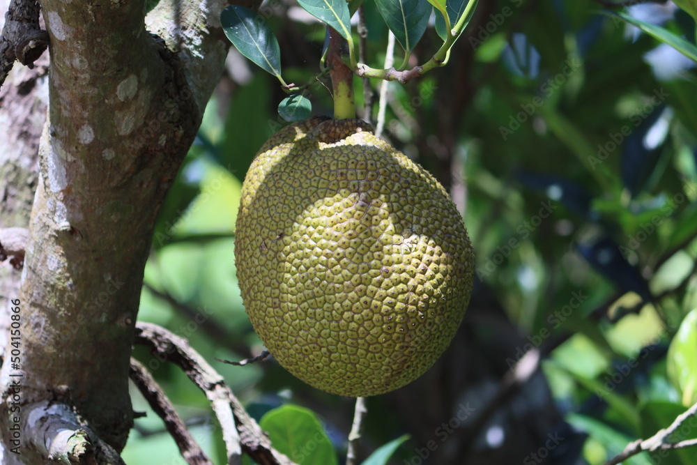 The jackfruit (Artocarpus heterophyllus), also known as jack tree, is a ...