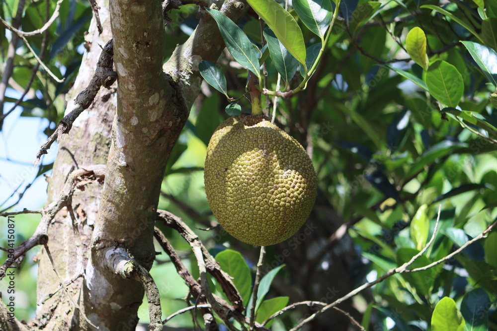 The jackfruit (Artocarpus heterophyllus), also known as jack tree, is a ...