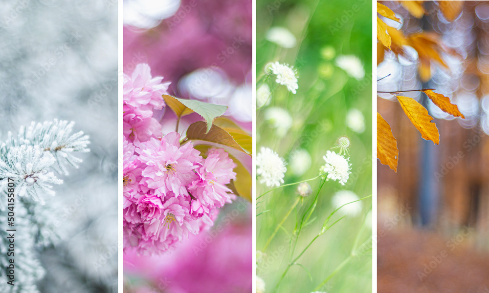 Four seasons. spring summer flowers, snow, yellow leaves. Set of ...