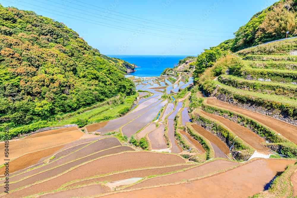 初夏の浜野浦の棚田 佐賀県松浦郡 Hamanoura Rice Terraces in early summer. Saga-ken ...