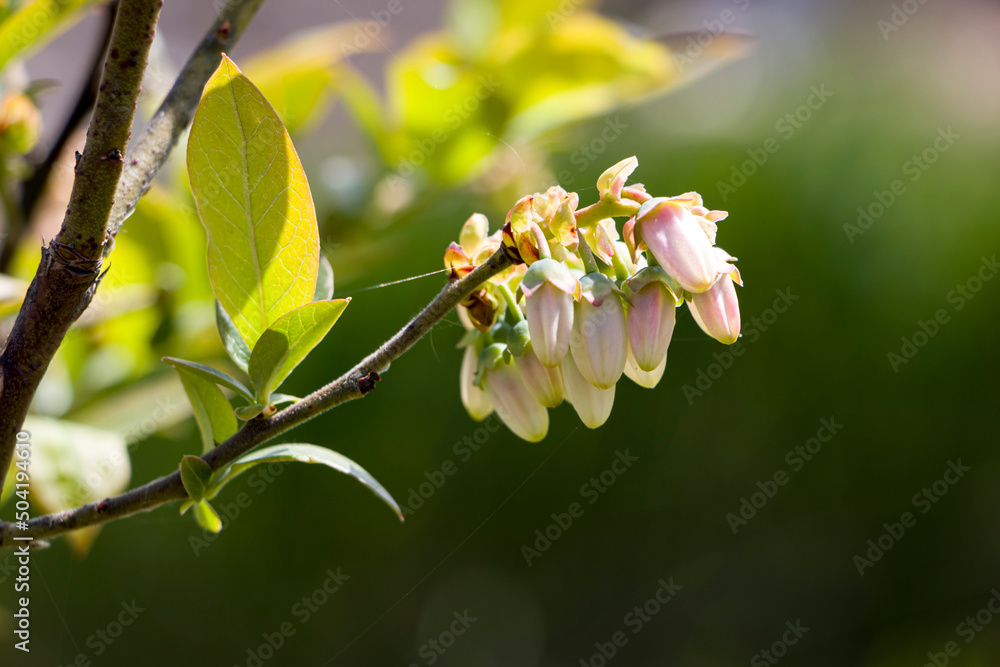 Blueberry. Blueberry flowers. Planting, reproduction, care. Blurred ...