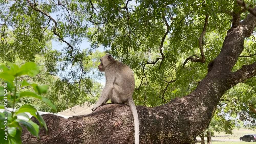 Vidéo Stock The monkey is cool in the tree. Monkeys relax enjoying the ...