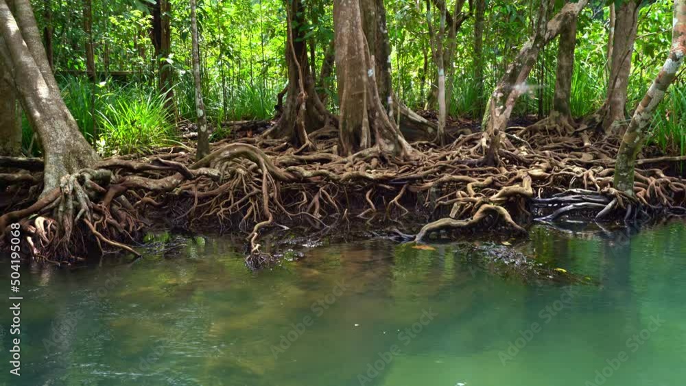 Tropical trees roots in swamp forest and crystal clear water stream ...