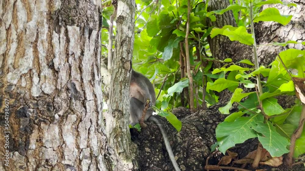 The monkey is cool in the tree. Monkeys relax enjoying the atmosphere ...