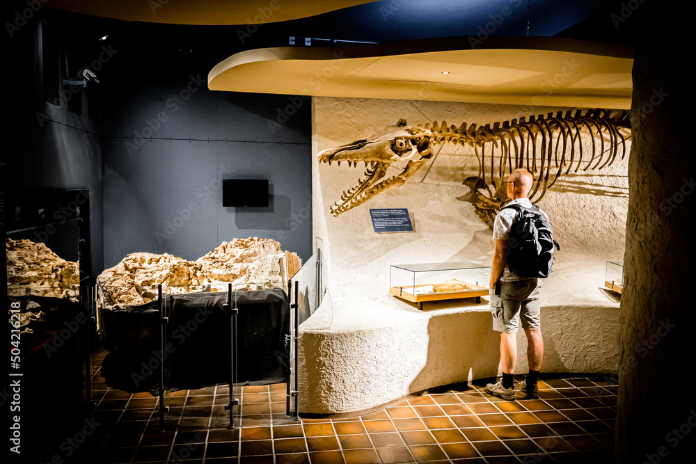 View of a man standing in front of a mounted Mosasaurus fossil at the ...