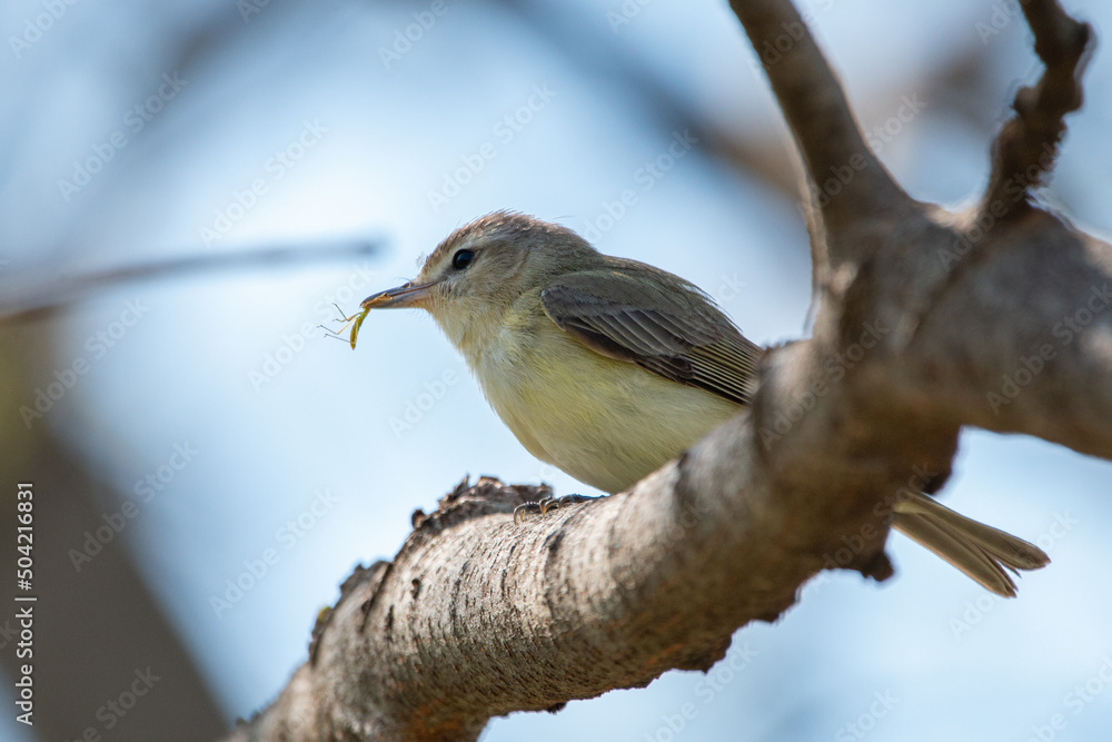 Warbling Vireo With Insect In Tree Stock Photo | Adobe Stock