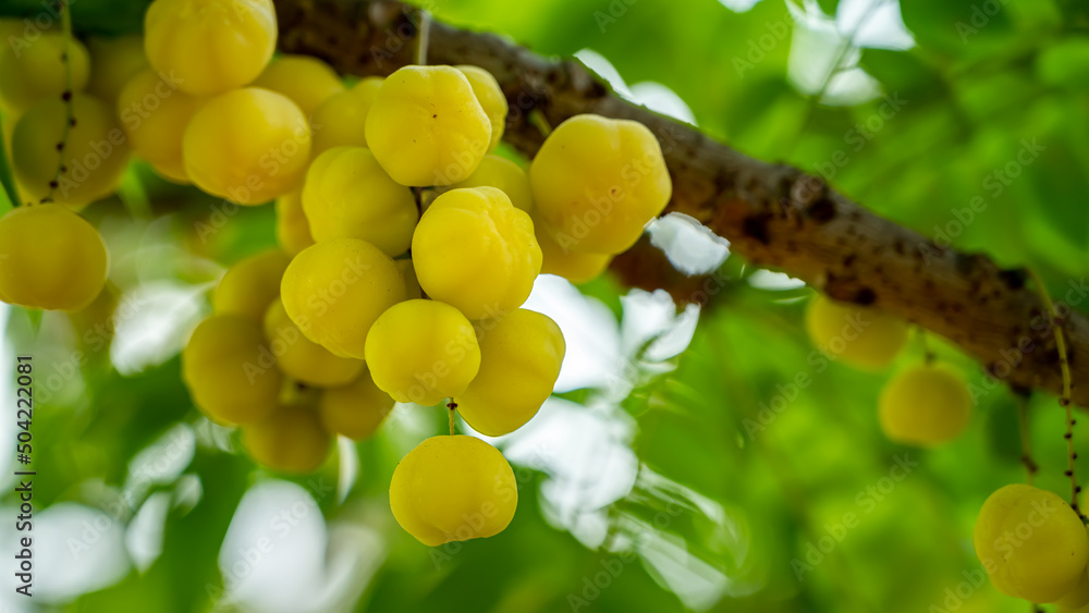 Phyllanthus acidus, known as the Otaheite Gooseberry, Malay, Tahitian ...
