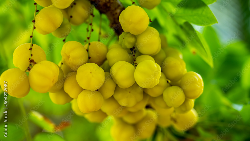 Phyllanthus acidus, known as the Otaheite Gooseberry, Malay, Tahitian ...