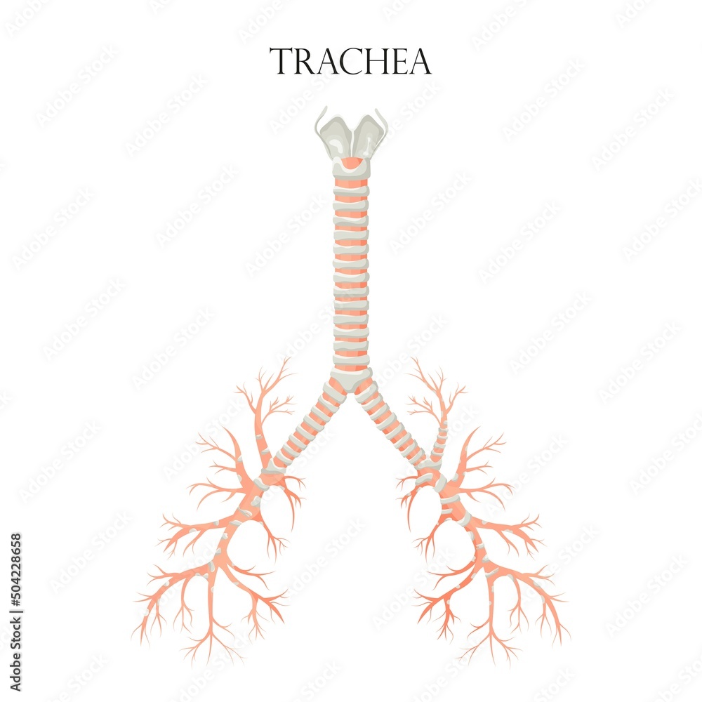 Vector medical educational biological chart for trachea diagram ...