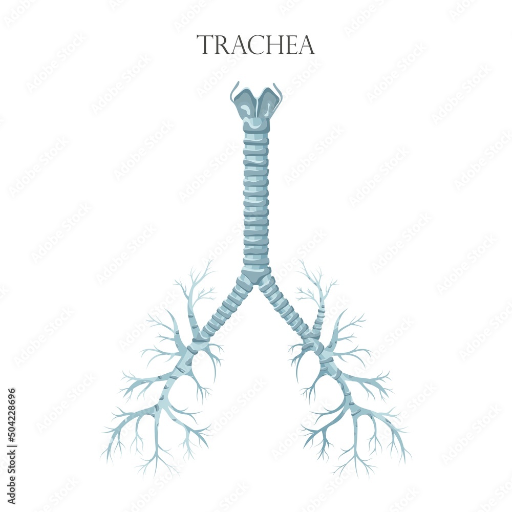 Vector medical educational biological chart for trachea diagram ...