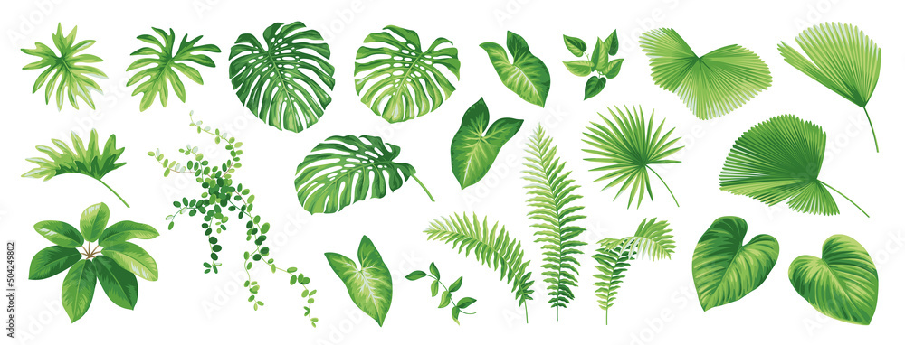 Tropical leaves collection. Hawaiian plants set. Botanical illustration ...