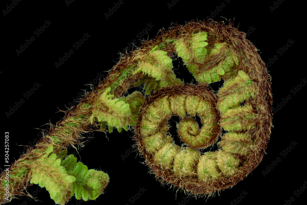 Eingerollter junger Farnwedel des echten Wurmfarns (Dryopteris filix ...