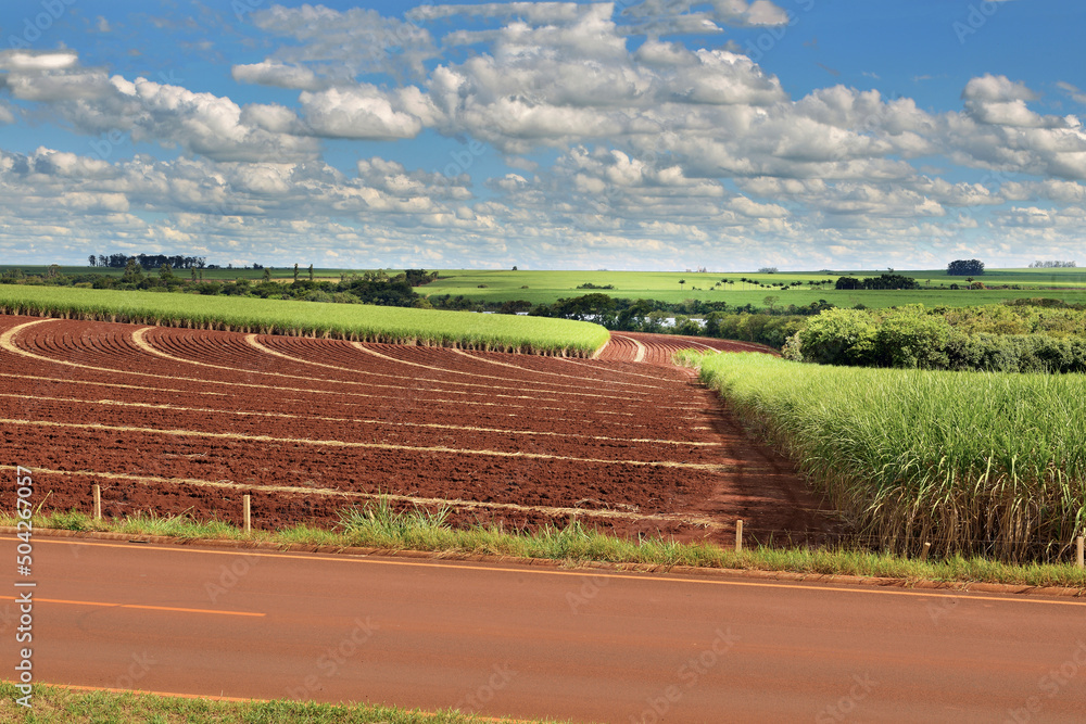 Plantação de cana de açucar , canavial Stock Photo | Adobe Stock