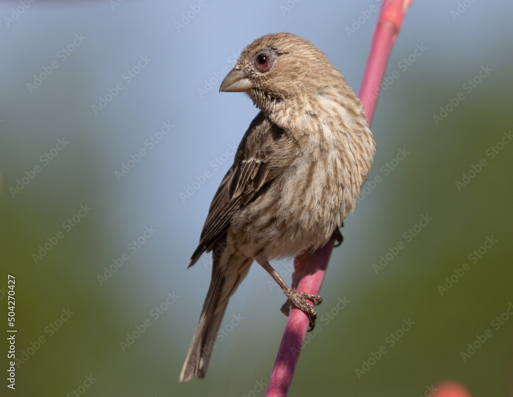 A female house finch displays the swollen eyes that are symptoms of ...
