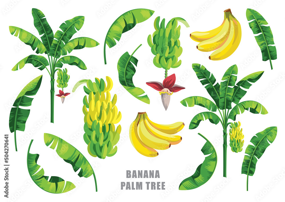 Banana palm tree collection. Vector design isolated elements on the ...