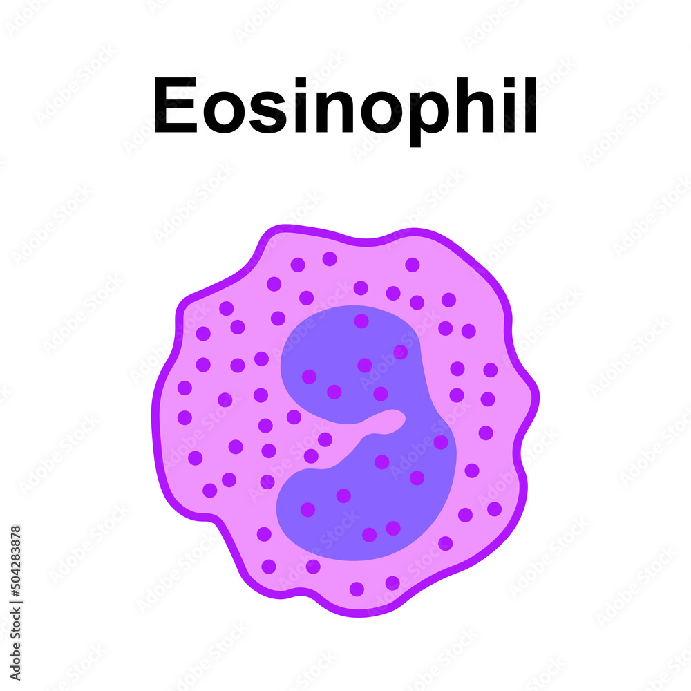 The Structure Of The Eosinophil Royalty Free Vector Image