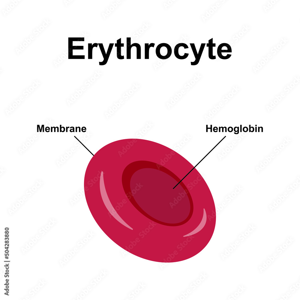 Scientific Designing of Erythrocyte. The Red Blood Cell Structure ...