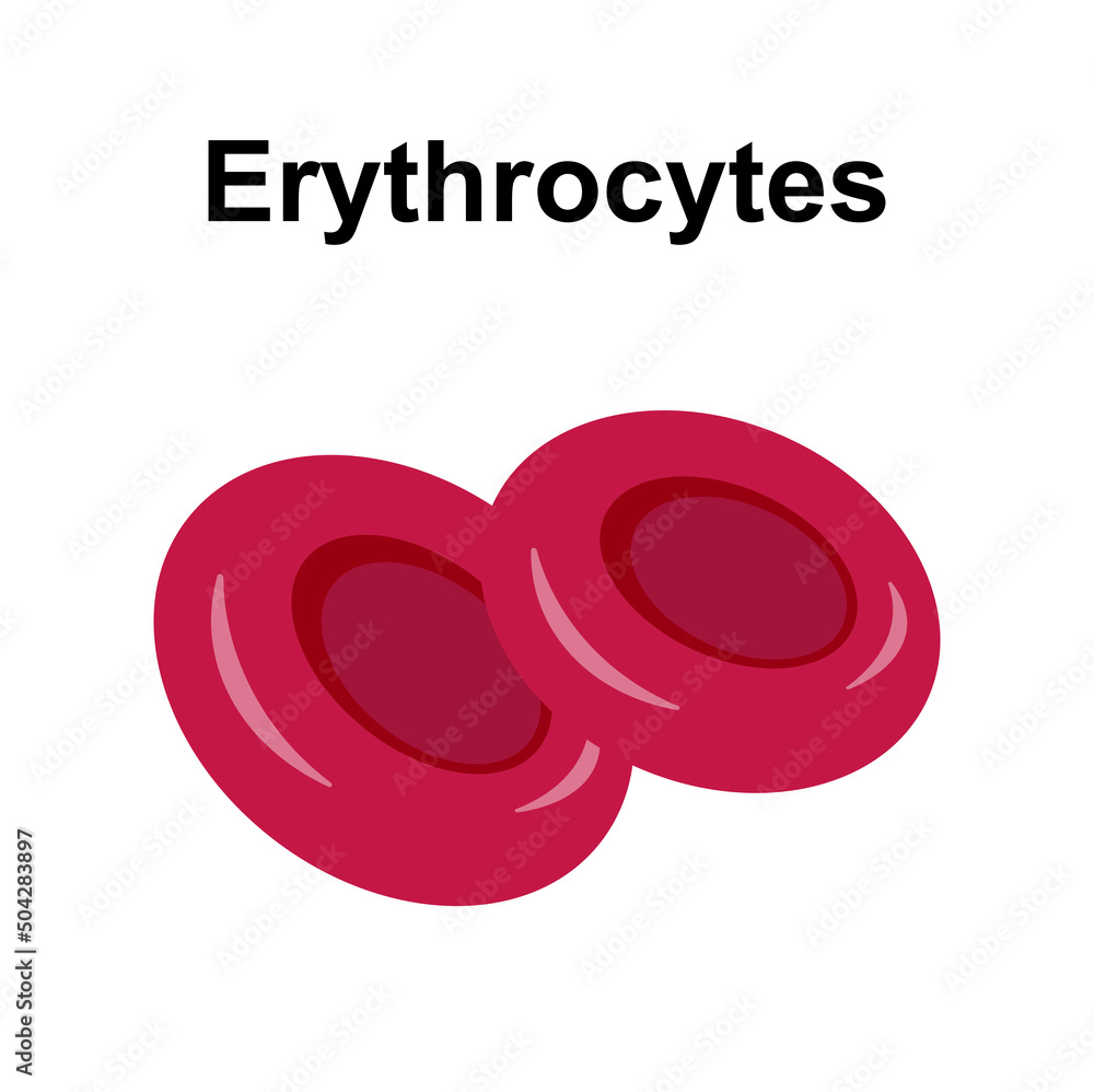 Scientific Designing of Erythrocyte. The Red Blood Cell Structure ...