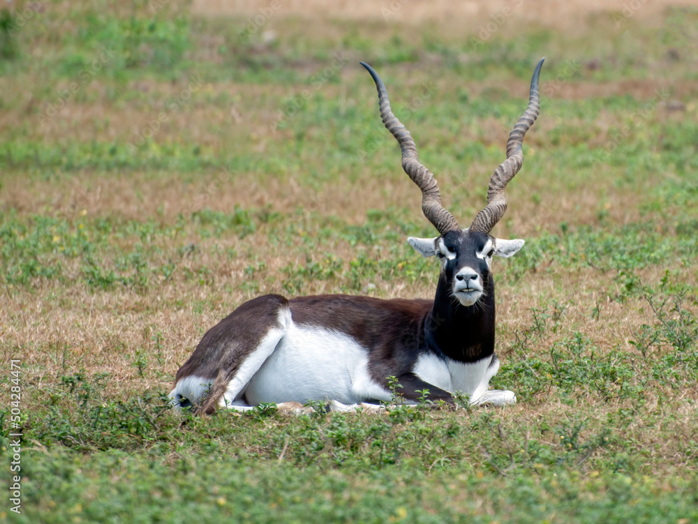 Blackbuck (Antilope cervicapra) Indian antelope laying on the grass ...