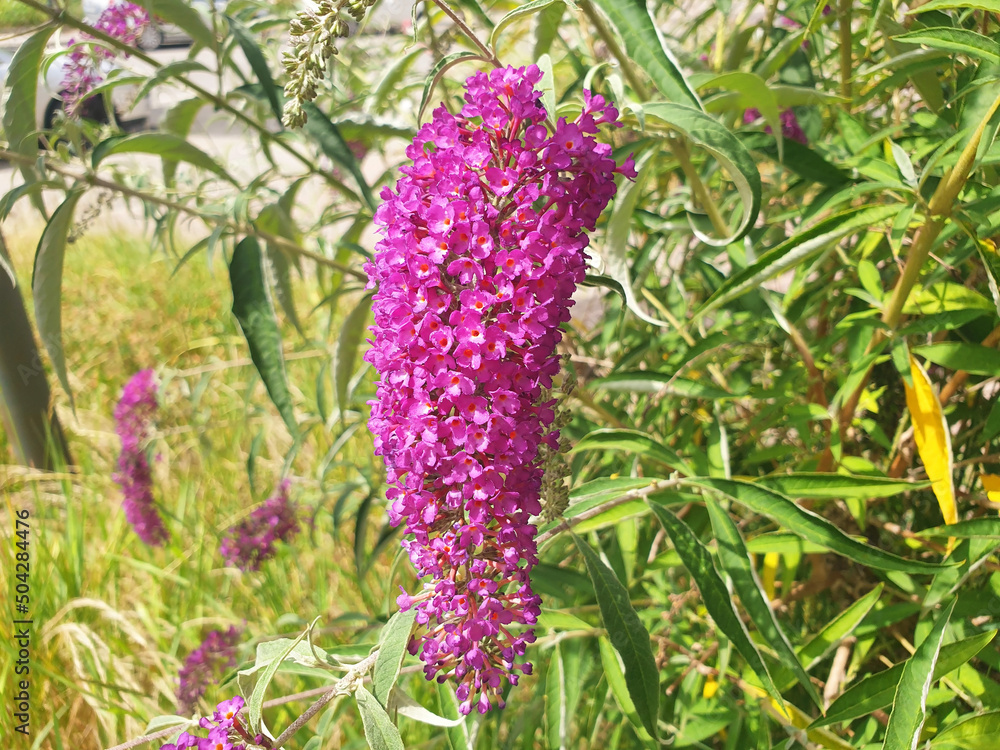 Pink flowers Buddleja davidii or Buddleja bloom in the garden. foto de ...