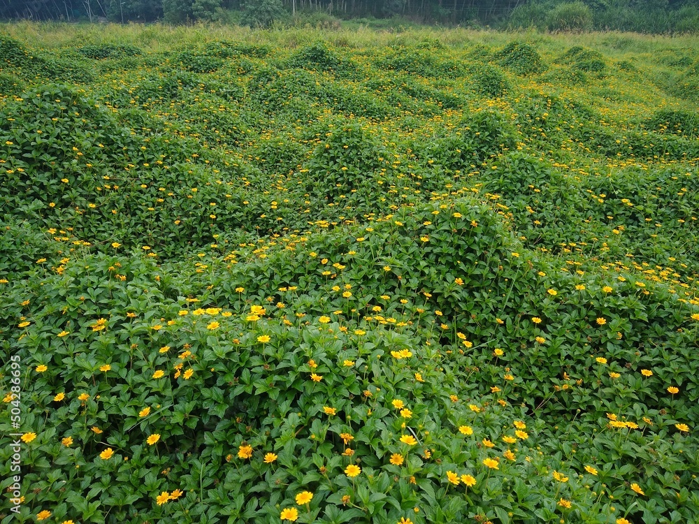 Singapore daisy (Sphagneticola trilobata) or creeping-oxeye plants ...
