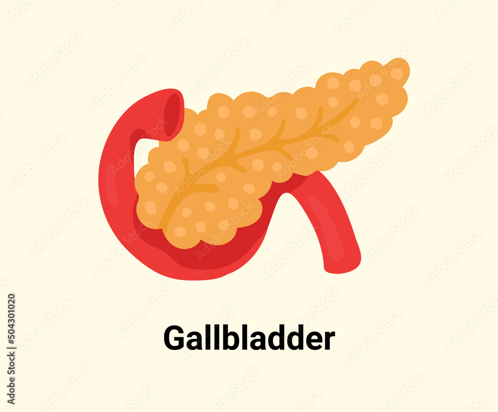 gallbladder illustration set. human, body Vector drawing. Hand drawn ...