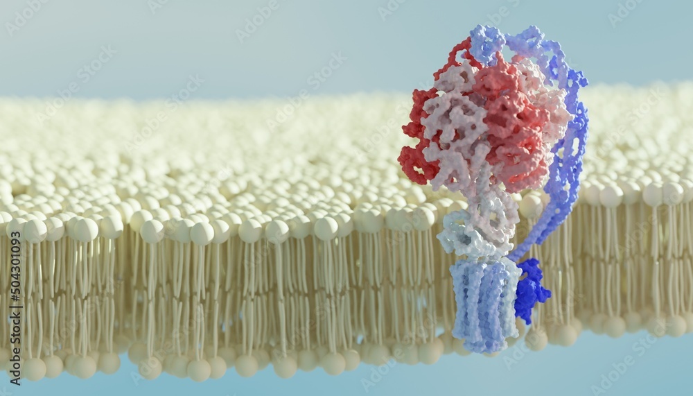 Bovine mitochondrial ATP synthase on lipid bilayer cell membrane, 3D ...