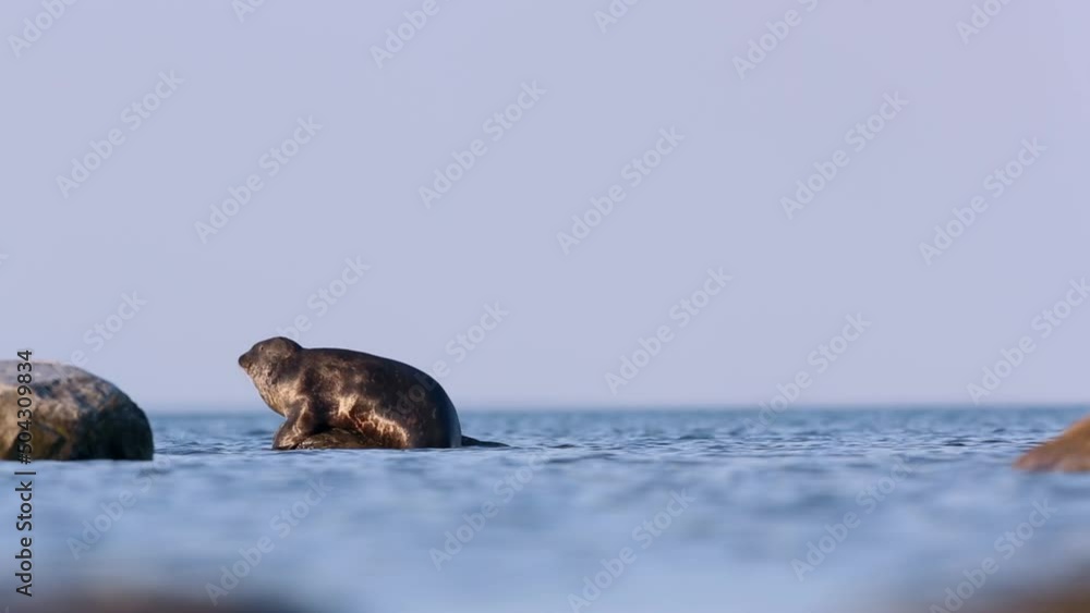 Ringed seal (Pusa hispida) lies on underwater rock in Baltic Sea ...