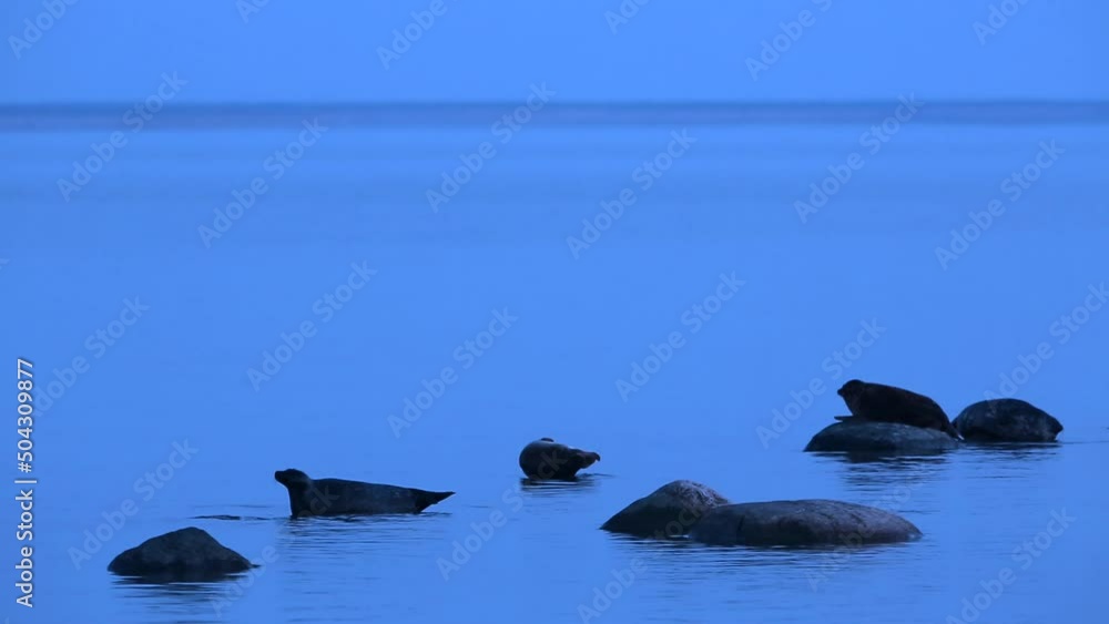 Stockvideon Ringed seals (Pusa hispida) lie on a rocks during the ...