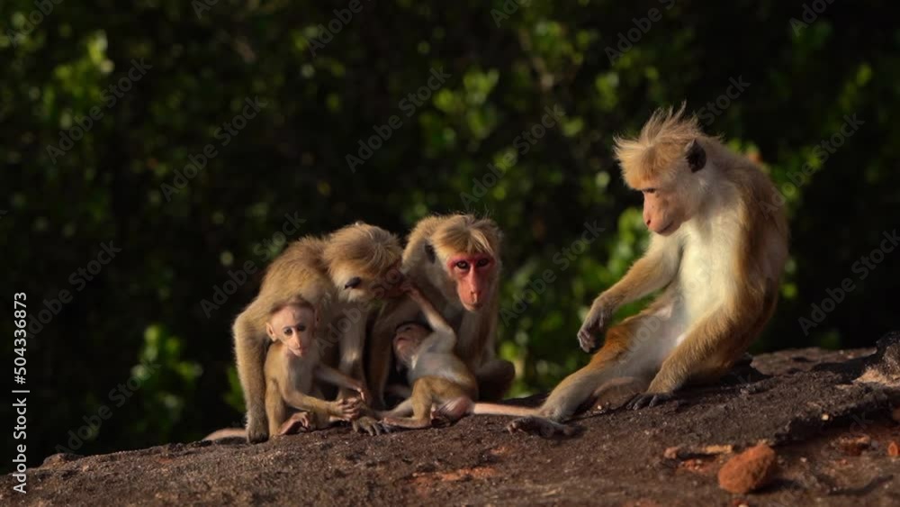 Ceylon crowned monkey is scratching his right leg while next to him two ...