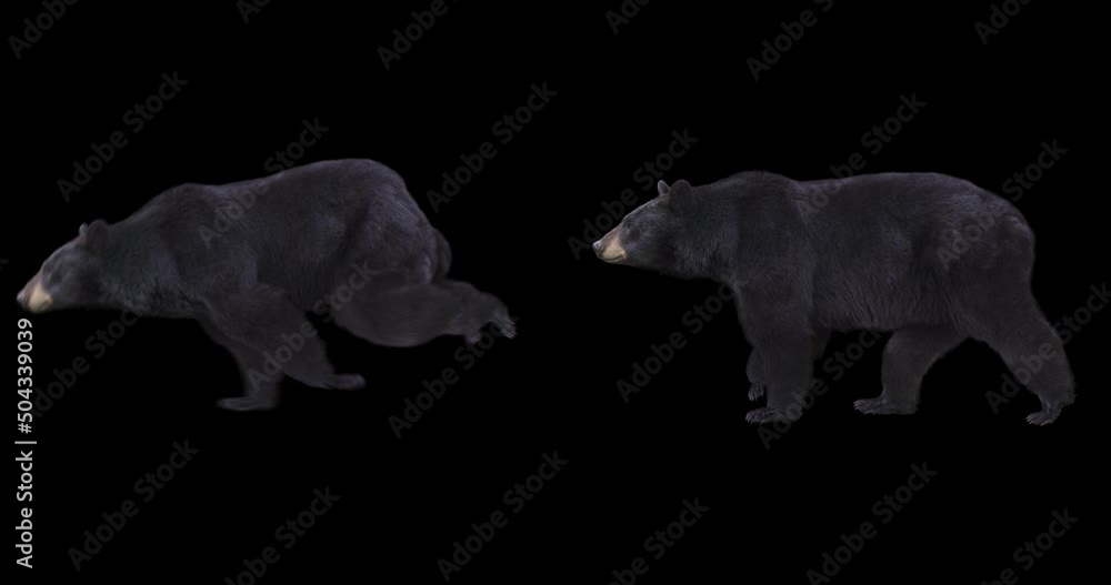Set of isolated American black bear realistic animation. Isolated ...