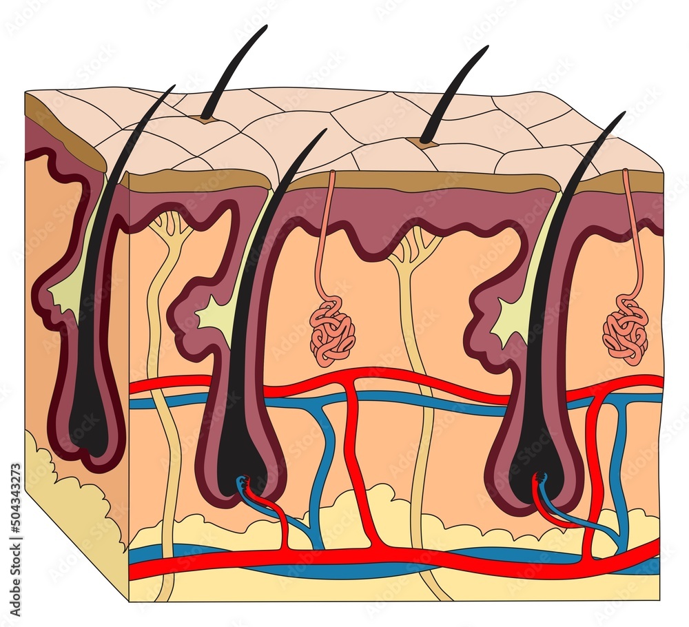 Human skin anatomy structure and parts infographic diagram epidermis ...