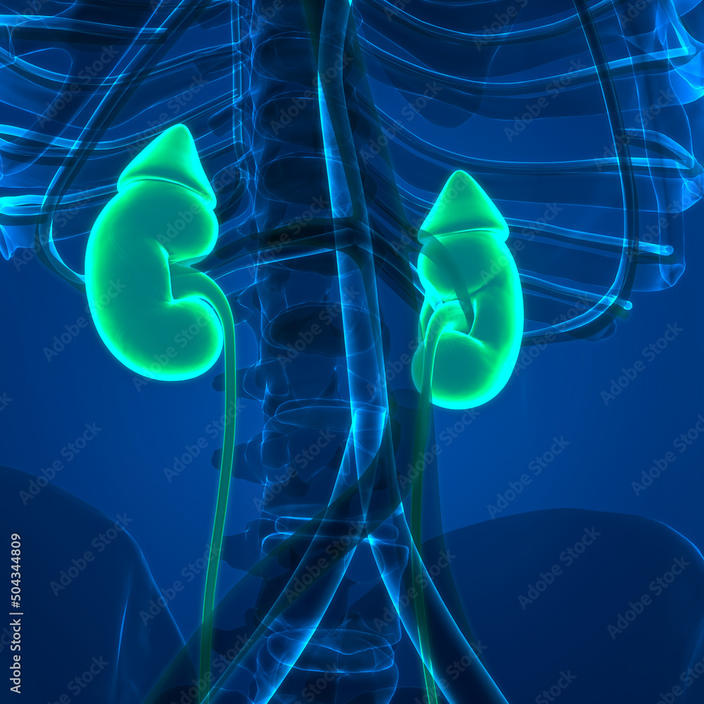Human Urinary System Kidneys Anatomy Stock Illustration | Adobe Stock