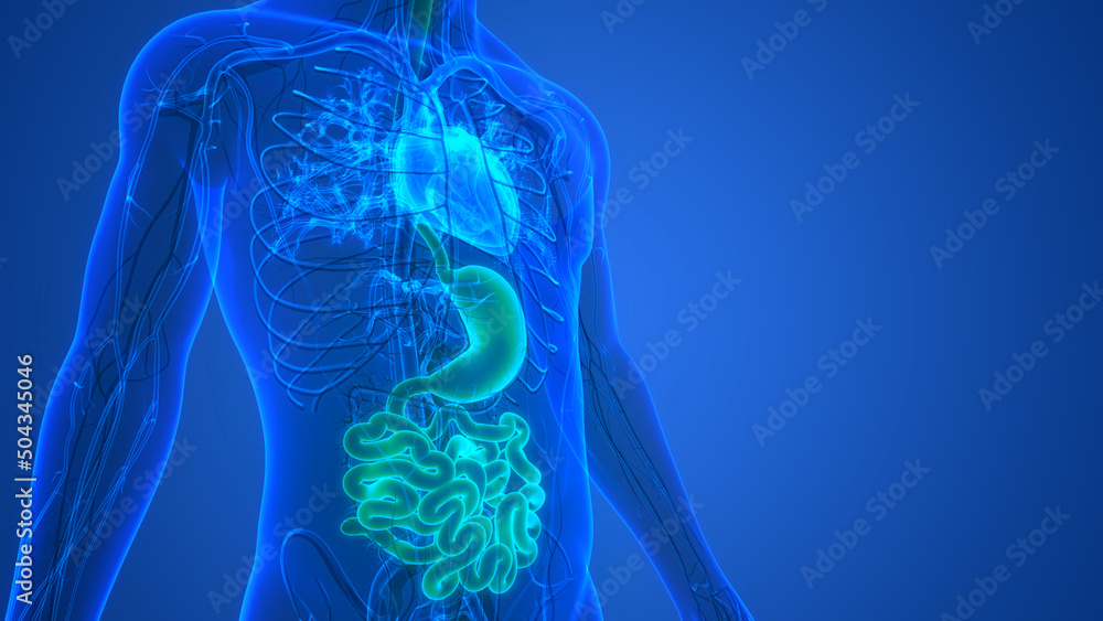 Human Digestive System Stomach with Small Intestine Anatomy Stock ...
