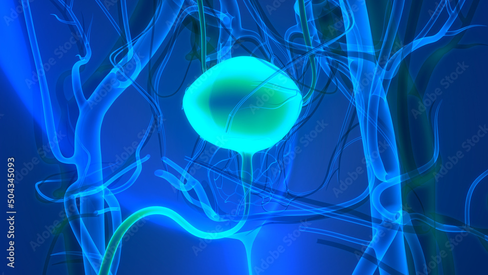 Human Urinary System Bladder Anatomy Stock Illustration | Adobe Stock