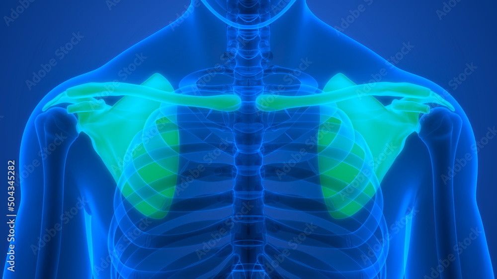 Human Skeleton System Pectoral Girdle Anatomy Stock Illustration ...