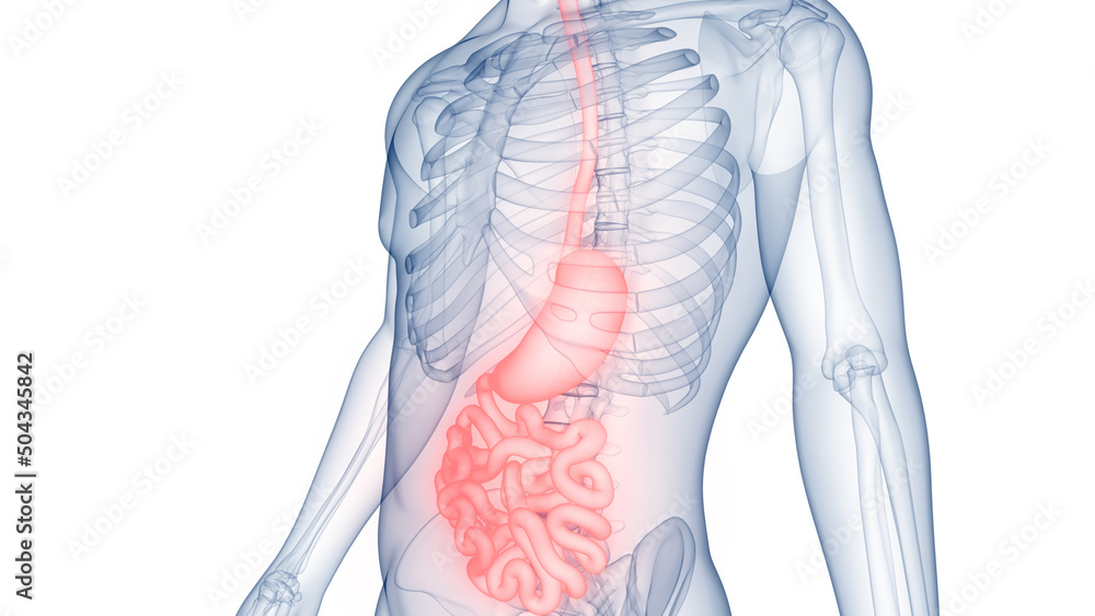 Human Digestive System Stomach with Small Intestine Anatomy Stock ...