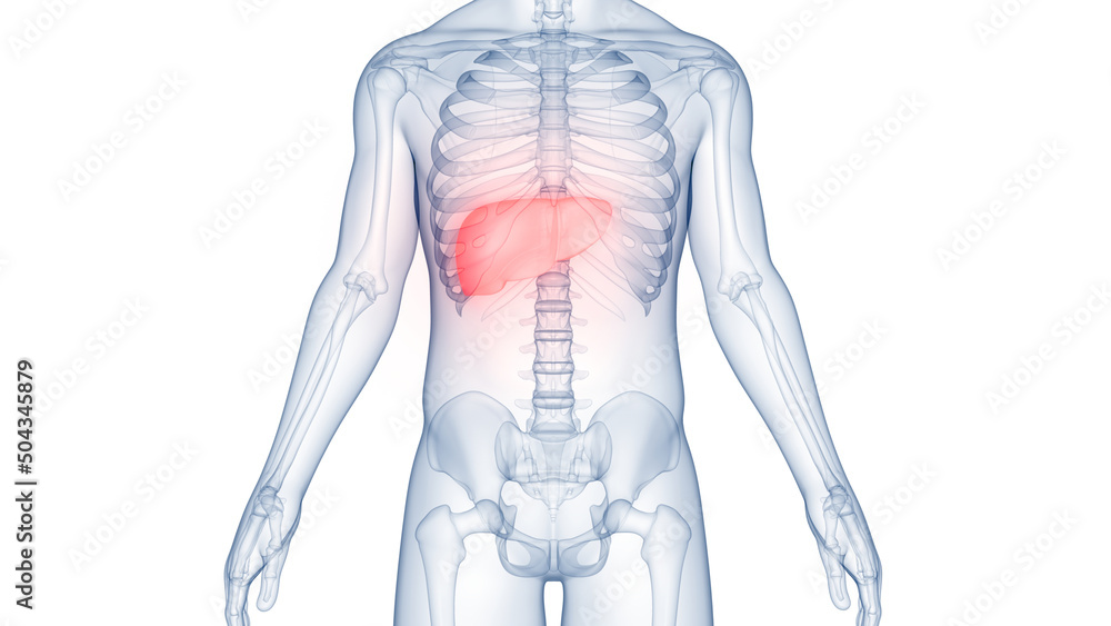 Human Internal Digestive Organ Liver Anatomy Stock Illustration | Adobe ...
