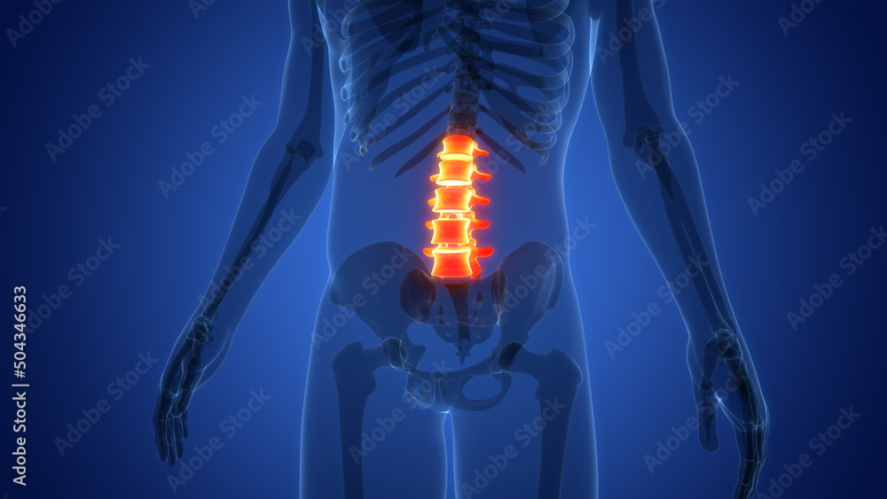 Spinal Cord Vertebral Column Lumbar Vertebrae of Human Skeleton System ...