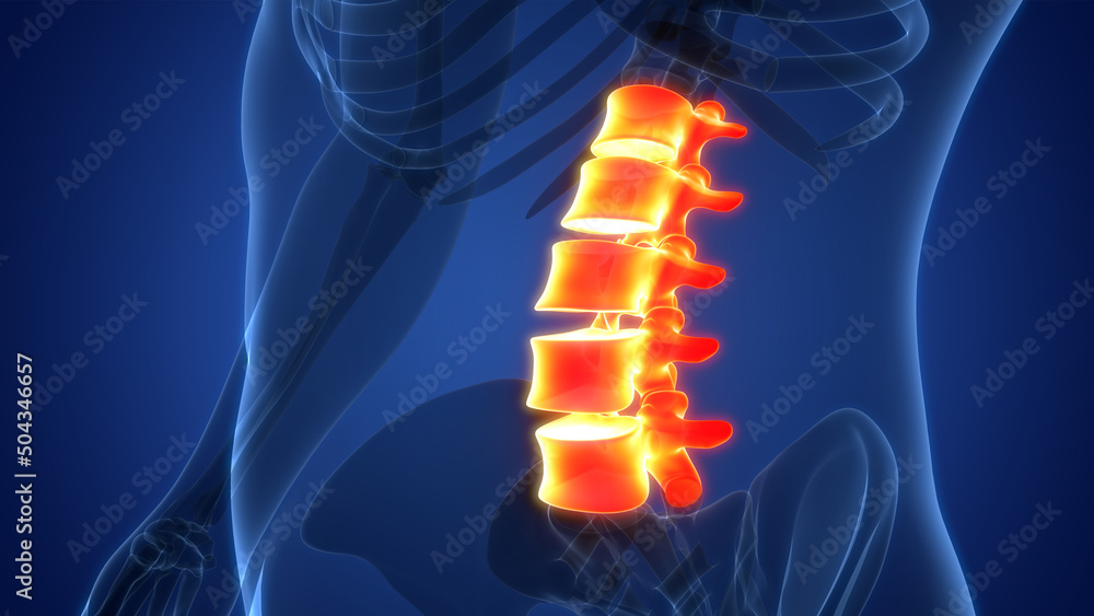 Spinal Cord Vertebral Column Lumbar Vertebrae of Human Skeleton System ...