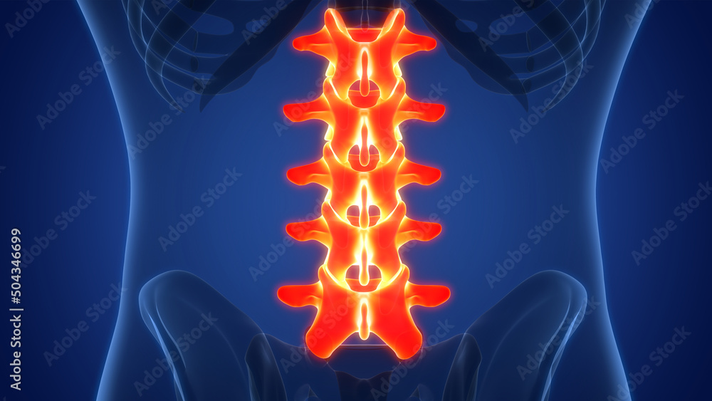 Spinal Cord Vertebral Column Lumbar Vertebrae of Human Skeleton System ...