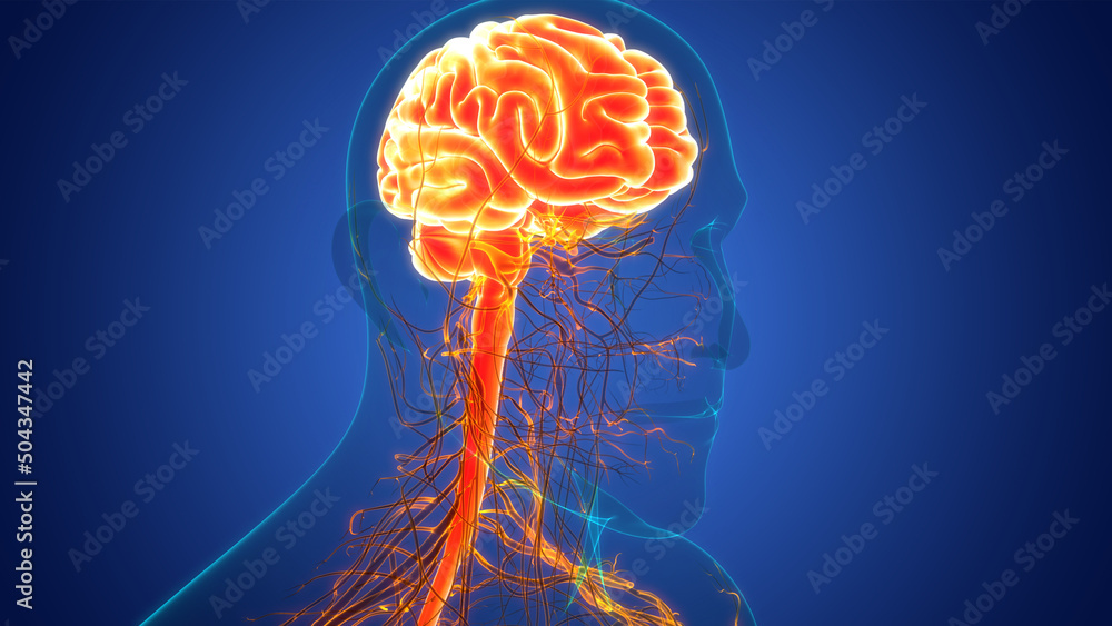 Central Organ of Human Nervous System Brain Anatomy Stock Illustration ...