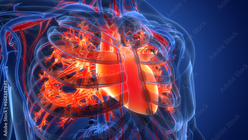 Human Circulatory System Heart Anatomy Stock Illustration | Adobe Stock