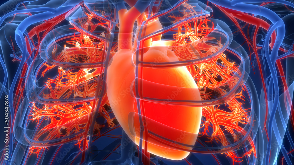 Human Circulatory System Heart Anatomy Stock Illustration | Adobe Stock