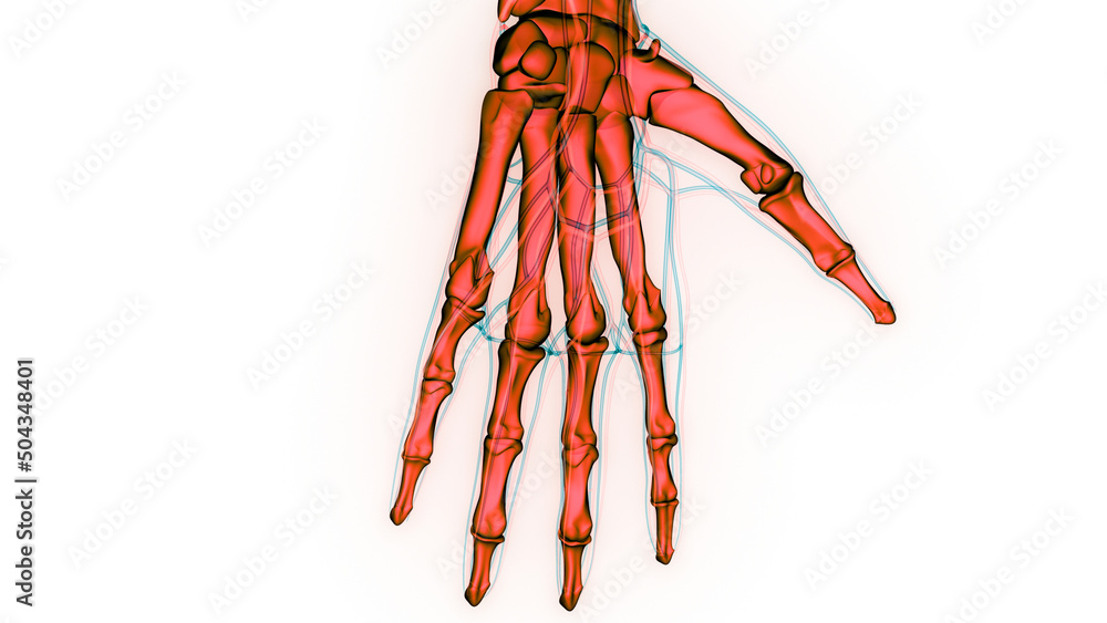 Human Skeleton System Hand Bone Joints Anatomy Stock Illustration ...
