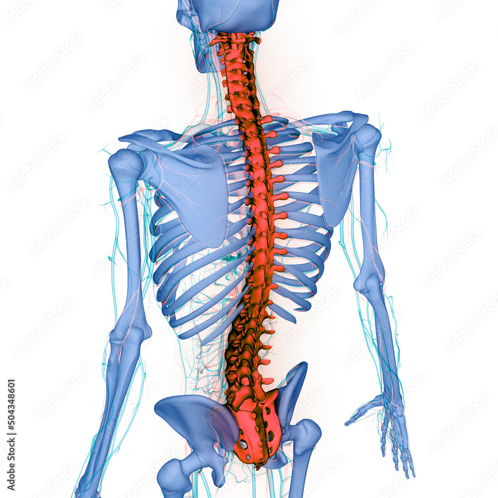 Spinal Cord Vertebral Column of Human Skeleton System Anatomy Stock ...